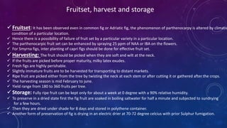 Fig cultivation | PPTX