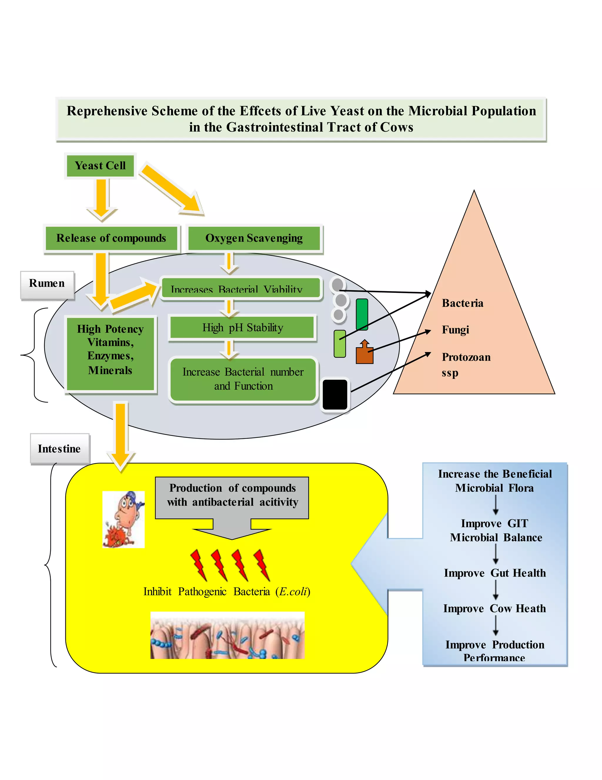 Representative scheme of effect of live yeast on the microbial flora of ...