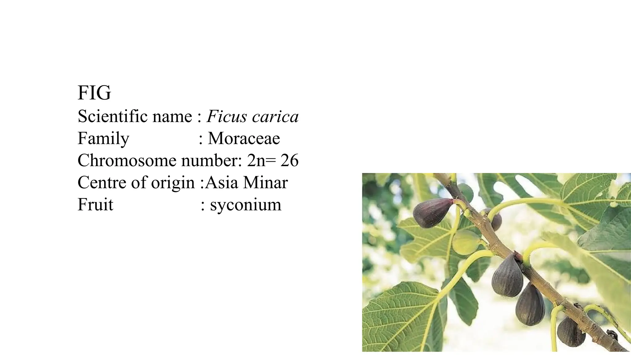 FIG fruit crops- types and differences in the botanical types | PPTX