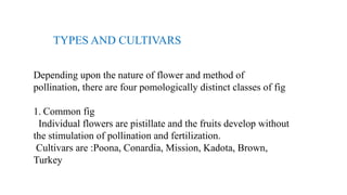 FIG fruit crops- types and differences in the botanical types | PPTX