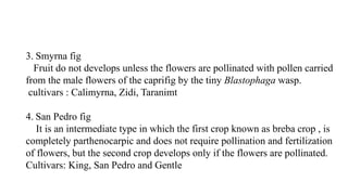 FIG fruit crops- types and differences in the botanical types | PPTX