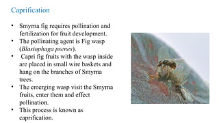 FIG fruit crops- types and differences in the botanical types | PPT
