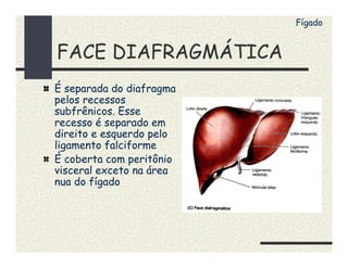 Fígado-e-Vias-biliares.pdf