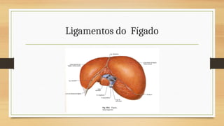 FIGADO e vias biliares - anatomia - segmentação.pptx