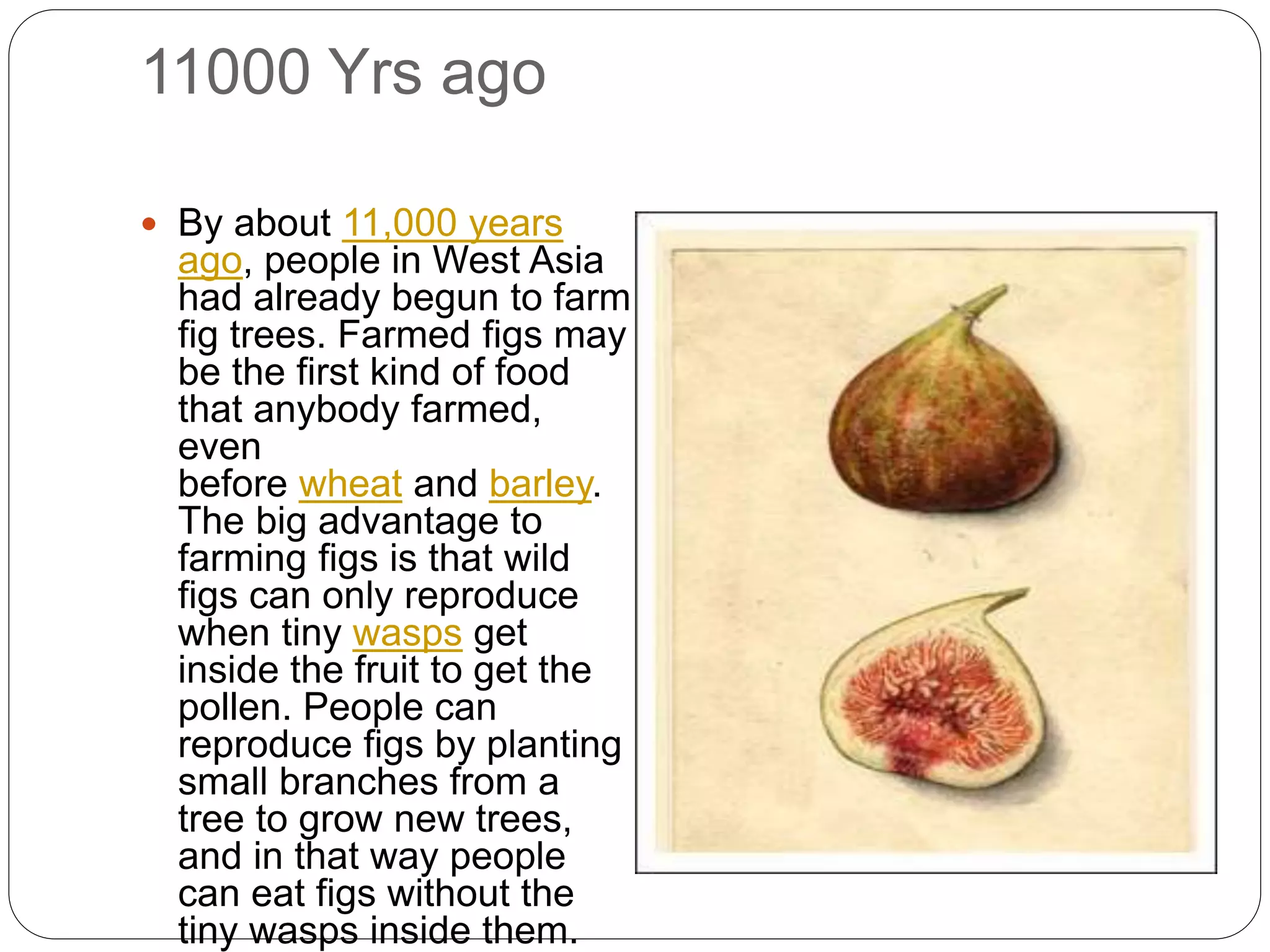 Fig history in world A Research Report By Mr Allah Dad Khan | PPTX