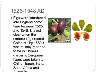 Fig history in world A Research Report By Mr Allah Dad Khan | PPTX