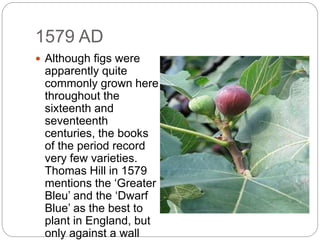 Fig history in world A Research Report By Mr Allah Dad Khan | PPTX