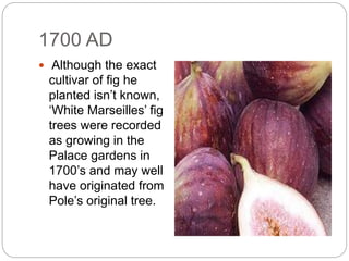 Fig history in world A Research Report By Mr Allah Dad Khan | PPTX