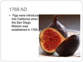 Fig history in world A Research Report By Mr Allah Dad Khan | PPTX