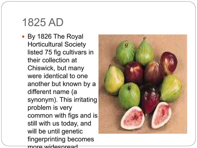 Fig history in world A Research Report By Mr Allah Dad Khan | PPT