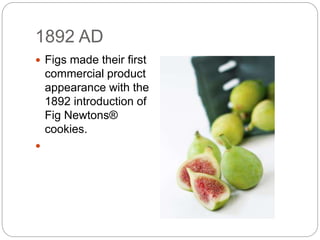 Fig history in world A Research Report By Mr Allah Dad Khan | PPTX