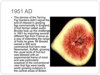 Fig history in world A Research Report By Mr Allah Dad Khan | PPTX