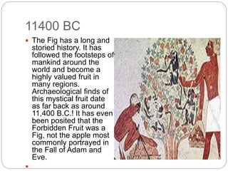 Fig history in world A Research Report By Mr Allah Dad Khan | PPTX