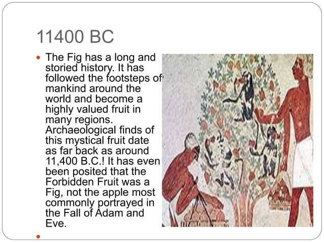 Fig history in world A Research Report By Mr Allah Dad Khan | PPT