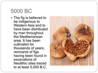 Fig history in world A Research Report By Mr Allah Dad Khan | PPTX