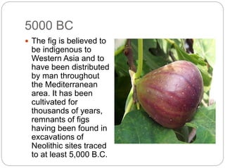 Fig history in world A Research Report By Mr Allah Dad Khan | PPTX