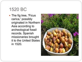 Fig history in world A Research Report By Mr Allah Dad Khan | PPTX