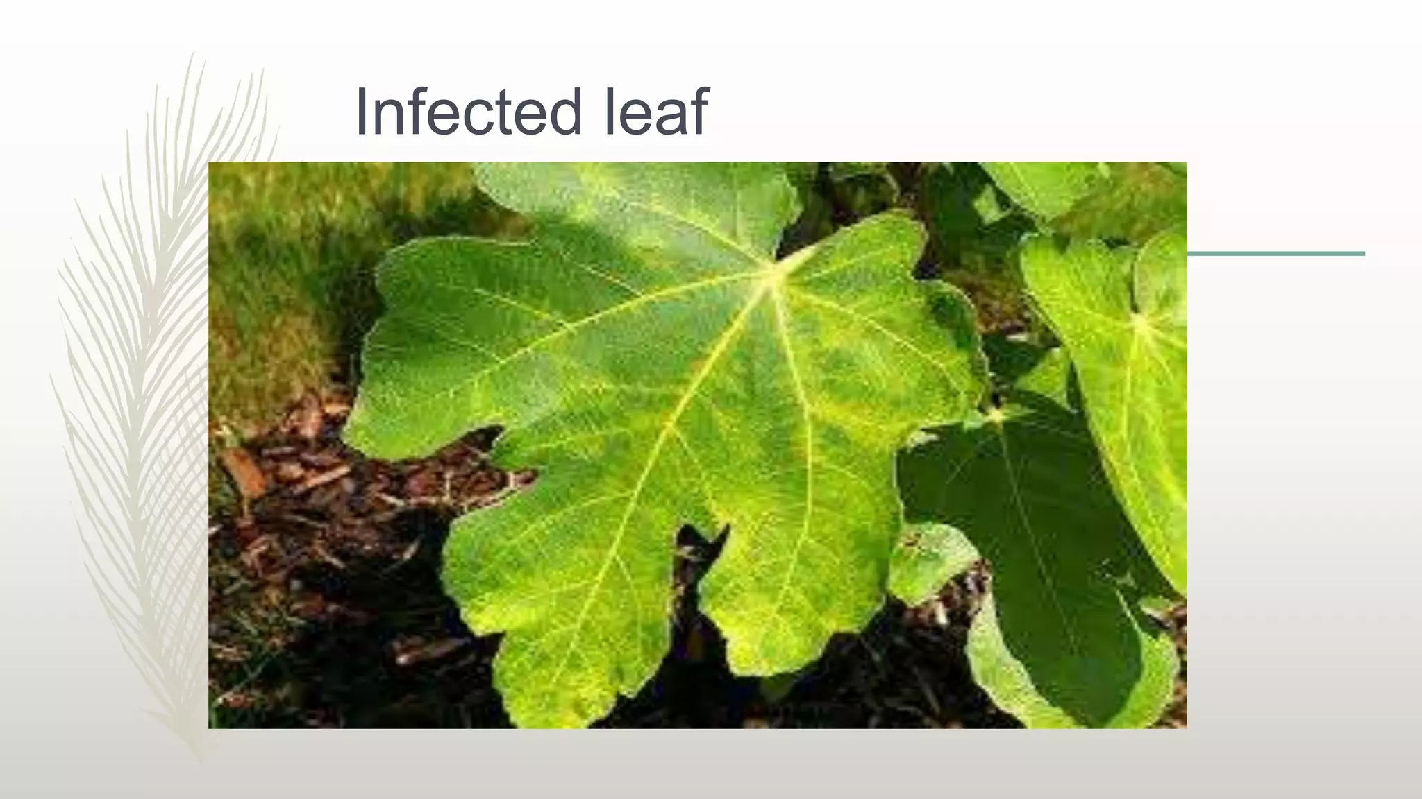 Fig mosaic viral disease | PPTX