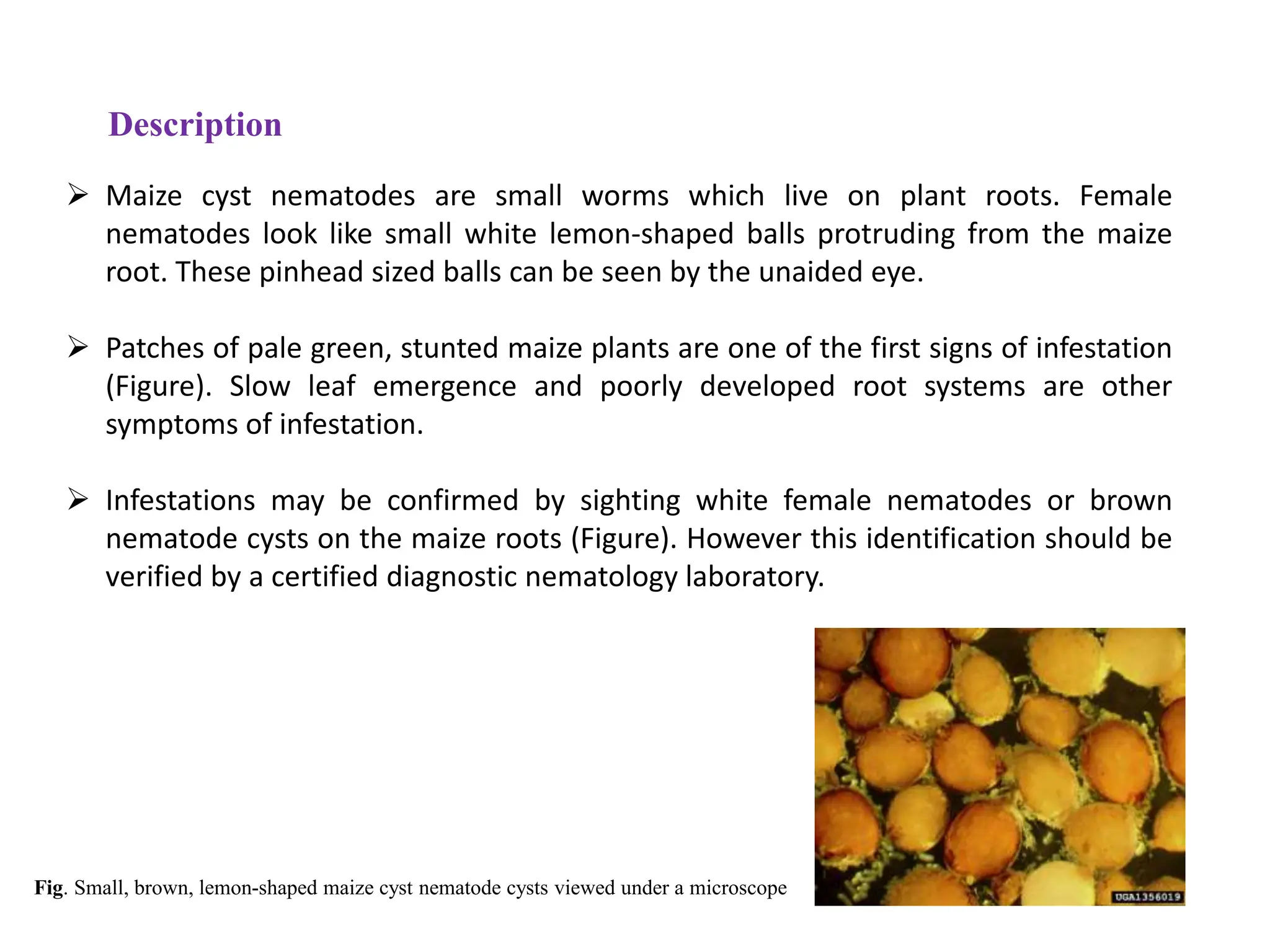 Fig nematodes, their biosystematics , taxonomixc photos ppt.pptx