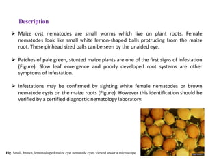 Fig nematodes, their biosystematics , taxonomixc photos ppt.pptx
