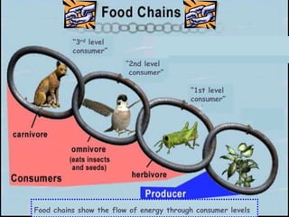 F igoten food web review | PPT