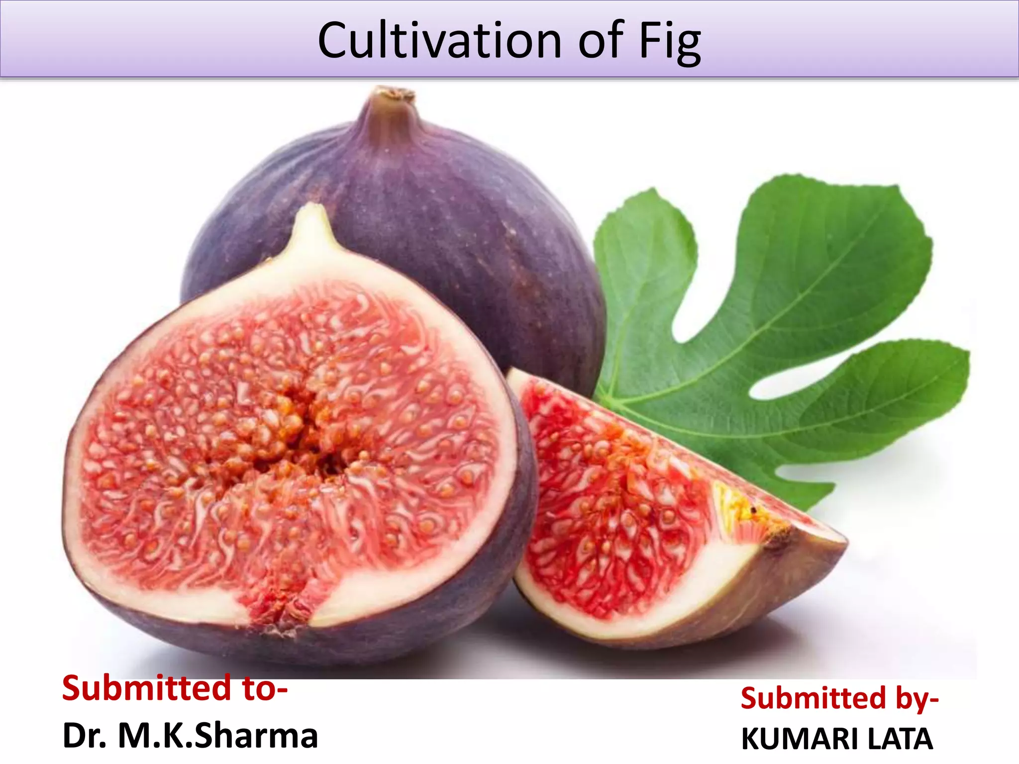cultivation of fig | PPTX