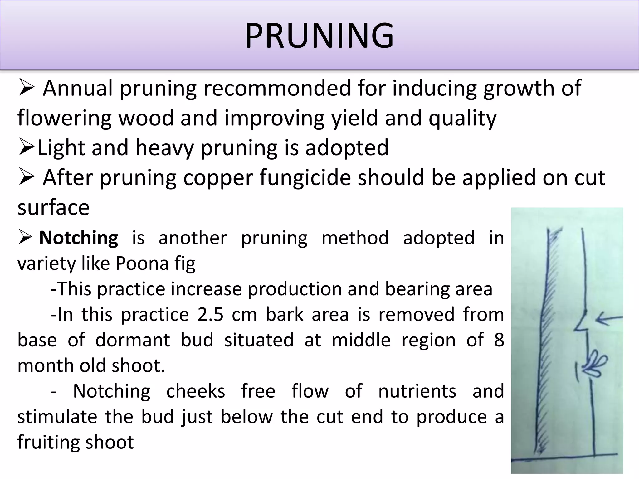 cultivation of fig | PPTX