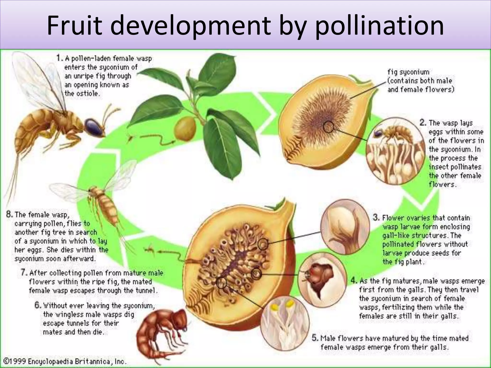 cultivation of fig | PPTX
