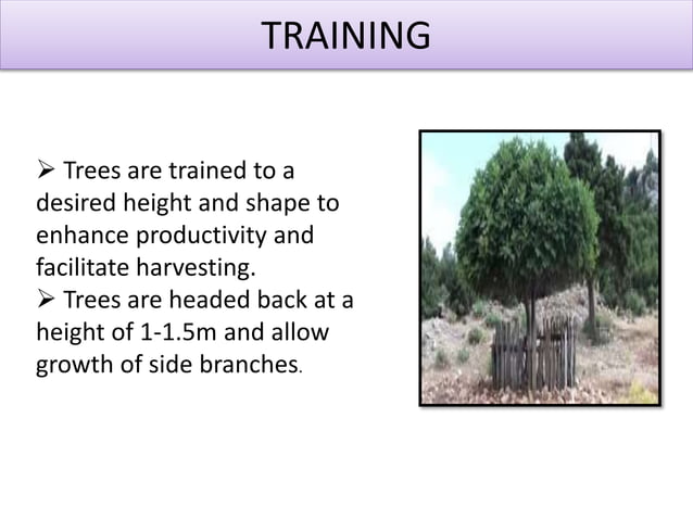 cultivation of fig | PPTX