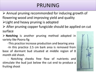 cultivation of fig | PPTX