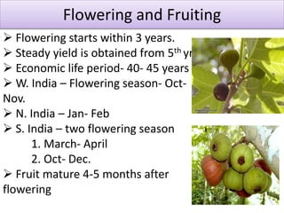 cultivation of fig | PPTX