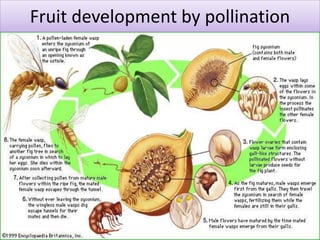 cultivation of fig | PPTX
