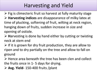 cultivation of fig | PPTX