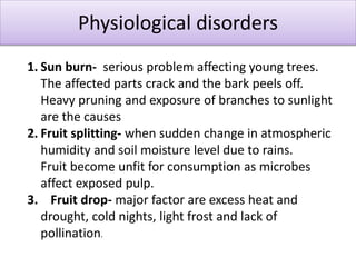 cultivation of fig | PPTX