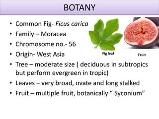cultivation of fig | PPTX