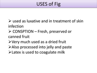 cultivation of fig | PPTX