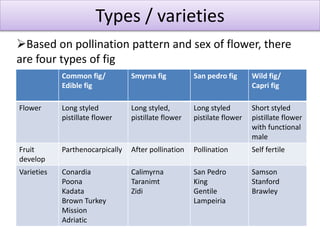 cultivation of fig | PPTX