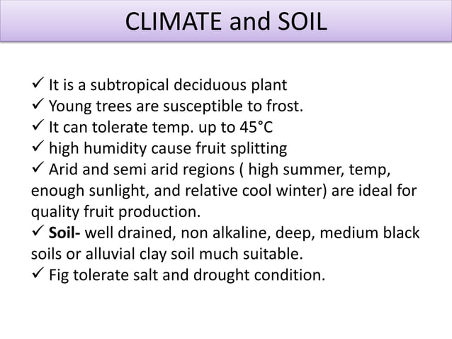 cultivation of fig | PPTX