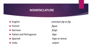 FIG FRUIT PLANT PPT. BY M.A.HAQ