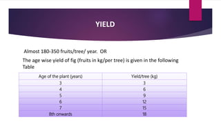 FIG FRUIT PLANT PPT. BY M.A.HAQ