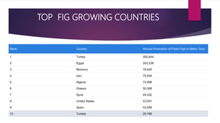 FIG FRUIT PLANT PPT. BY M.A.HAQ