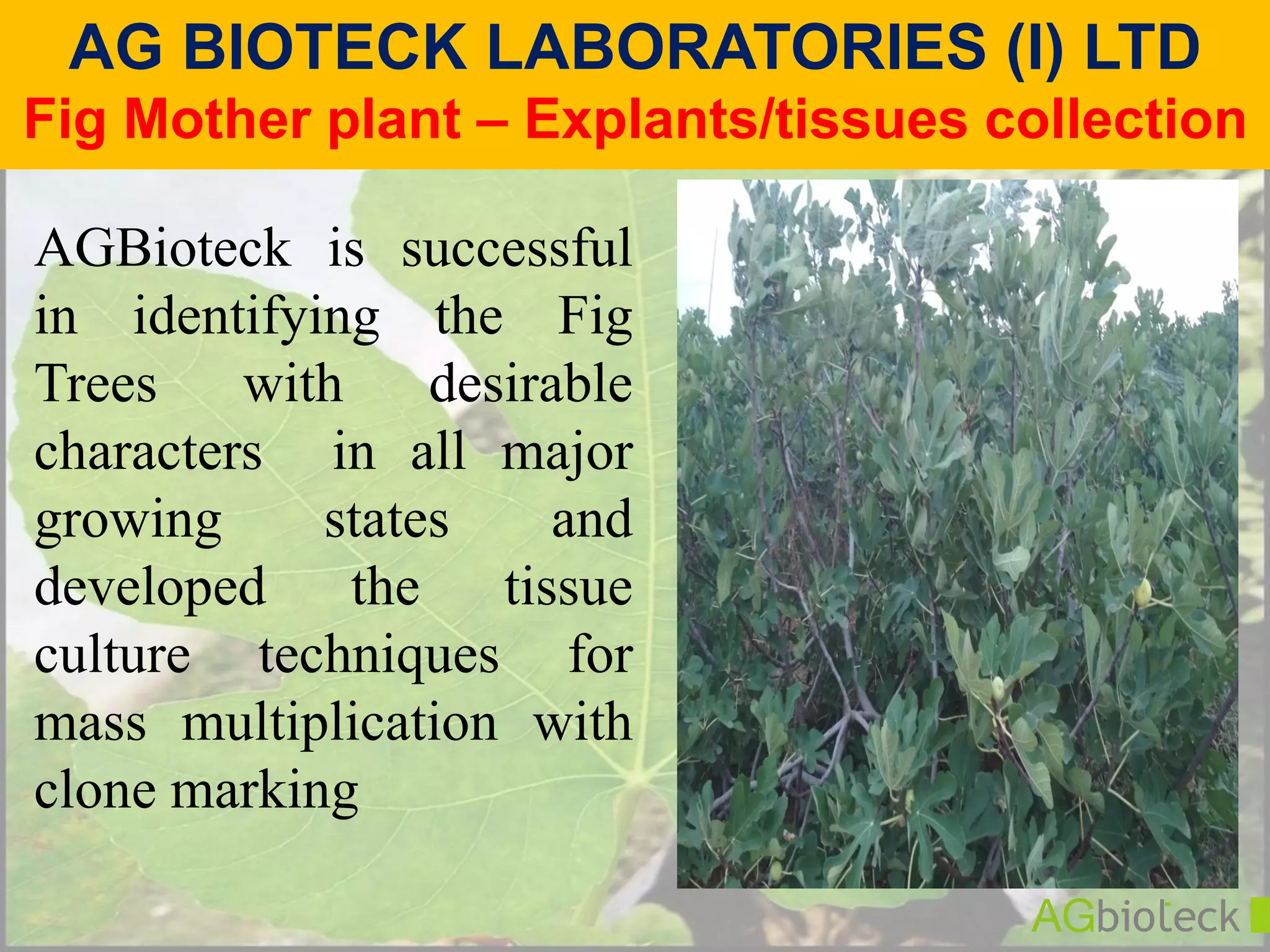 Fig (Ficus carica) Tissue culture Plants from AG Bioteck | PDF