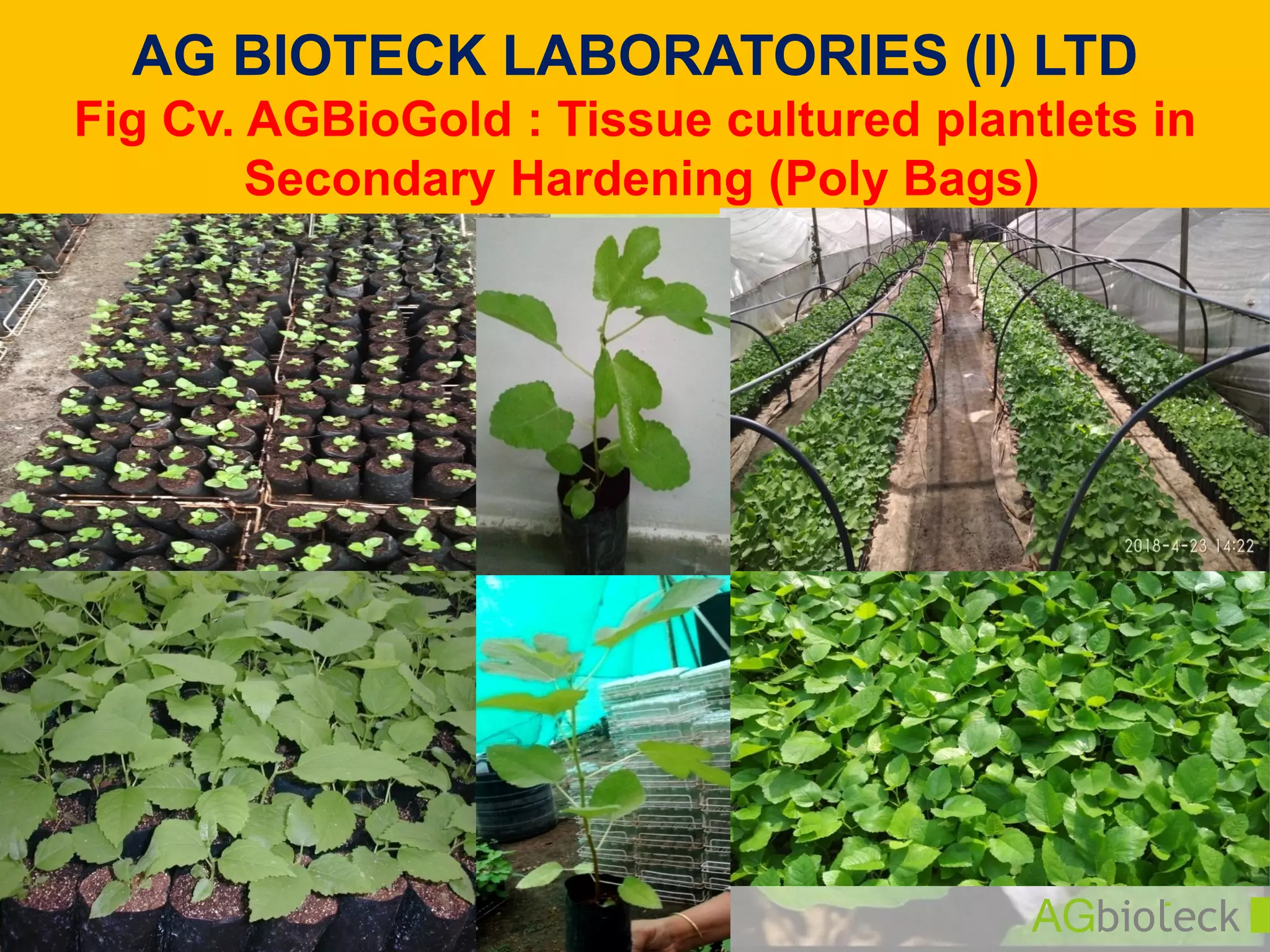 Fig (Ficus carica) Tissue culture Plants from AG Bioteck | PDF