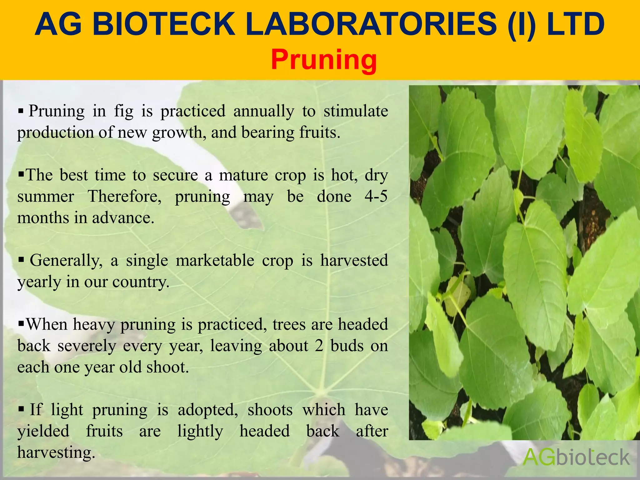 Fig (Ficus carica) Tissue culture Plants from AG Bioteck | PDF