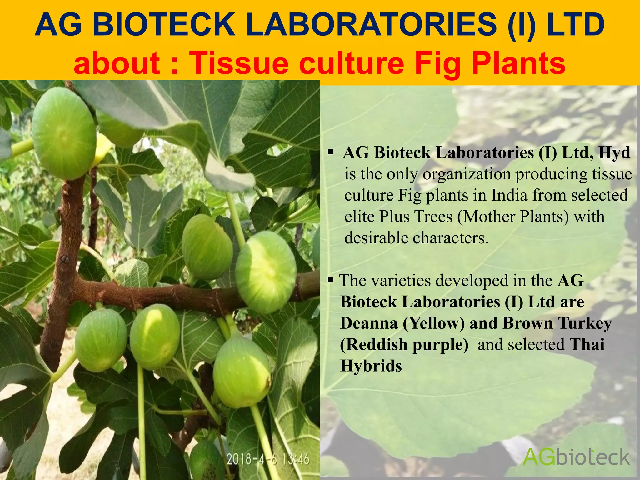 Fig (Ficus carica) Tissue culture Plants from AG Bioteck | PDF