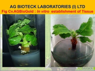 Fig (Ficus carica) Tissue culture Plants from AG Bioteck | PDF