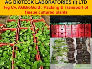 Fig (Ficus carica) Tissue culture Plants from AG Bioteck | PDF