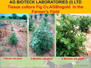 Fig (Ficus carica) Tissue culture Plants from AG Bioteck | PDF