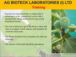 Fig (Ficus carica) Tissue culture Plants from AG Bioteck | PDF