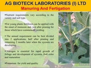 Fig (Ficus carica) Tissue culture Plants from AG Bioteck | PDF